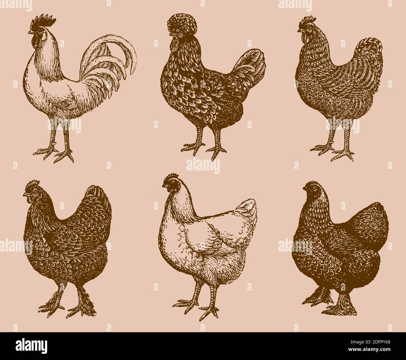 Group of chickens from different breeds isolated on a light orange ...
