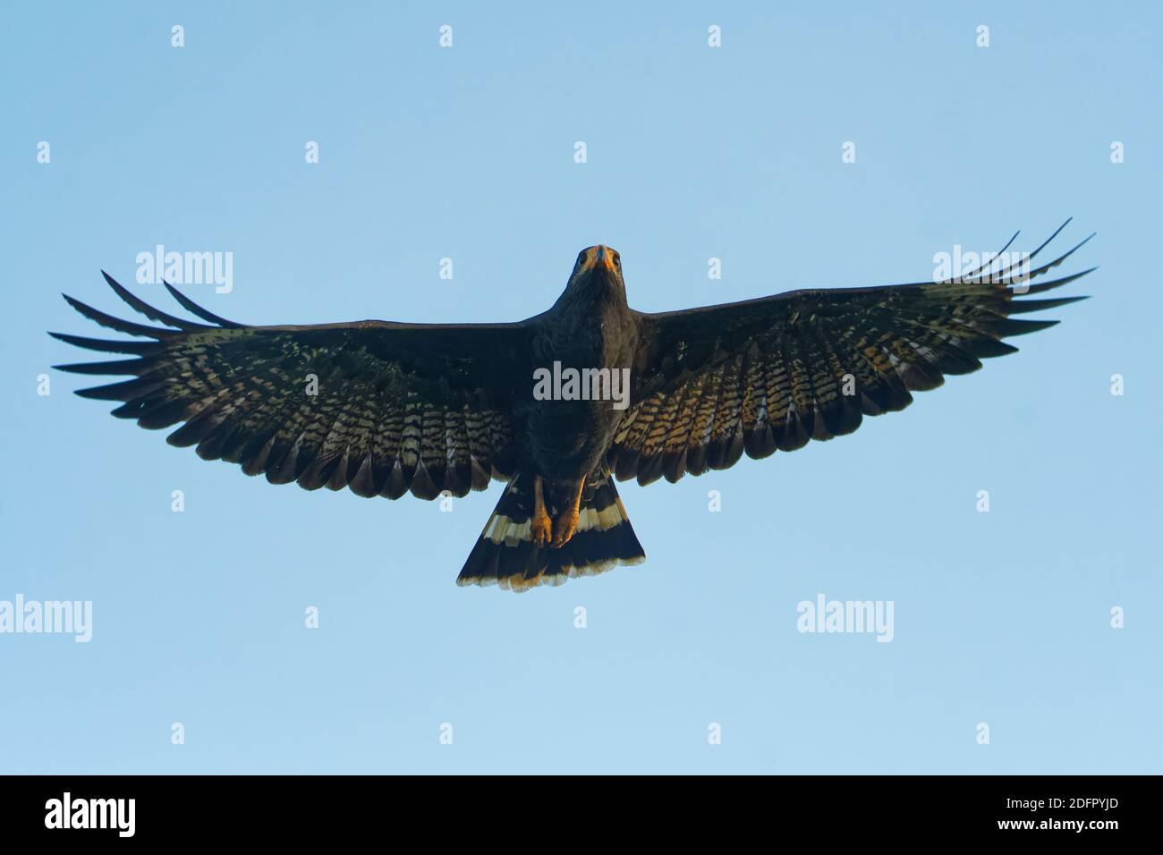 Common Black Hawk - Buteogallus anthracinus a big dark bird of prey in ...