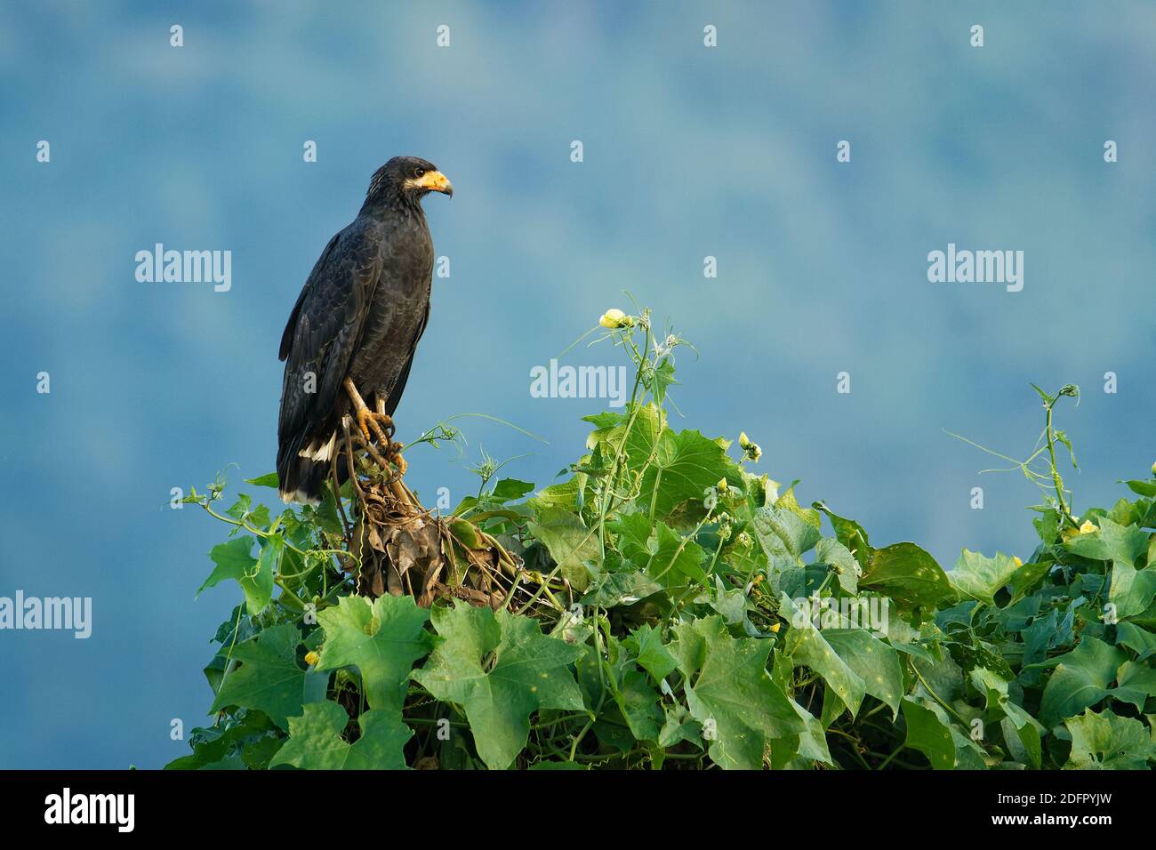 Beautiful hawk bird isolated on hi-res stock photography and images - Alamy