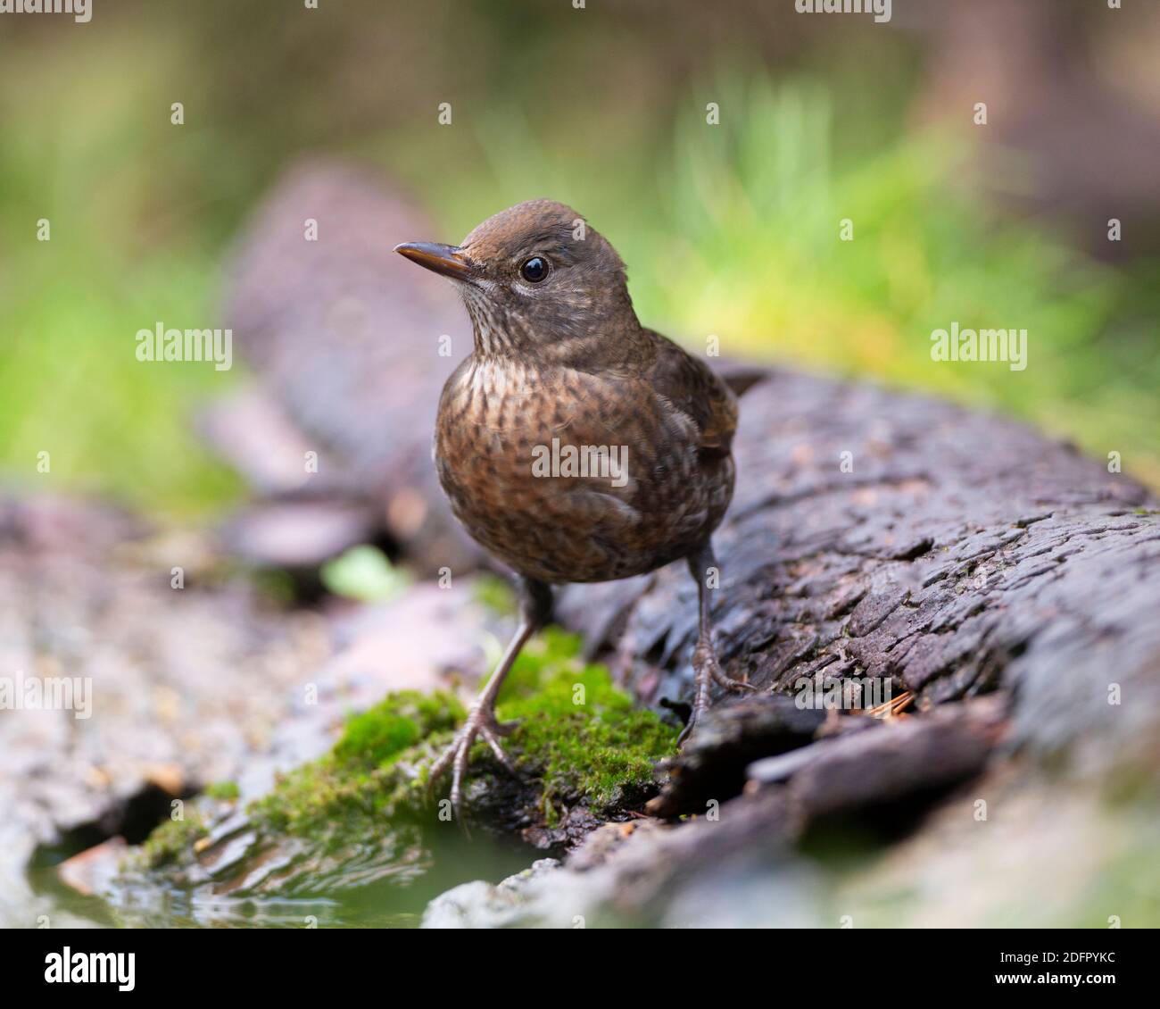 A adult female Common Blackbird (Turdus merula) on the ground looking ...