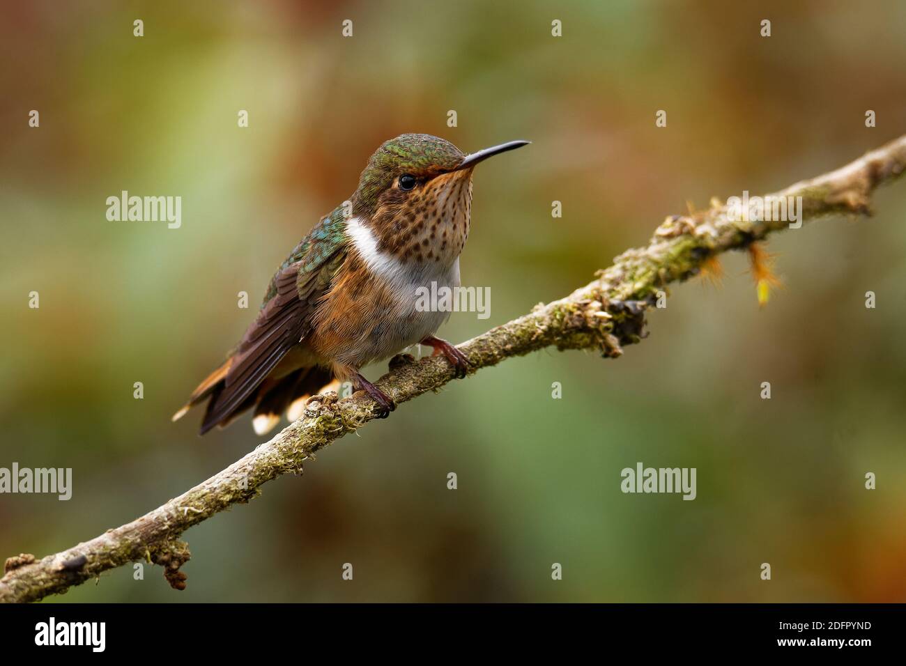 Volcano Hummingbird - Selasphorus flammula very small hummingbird bird ...