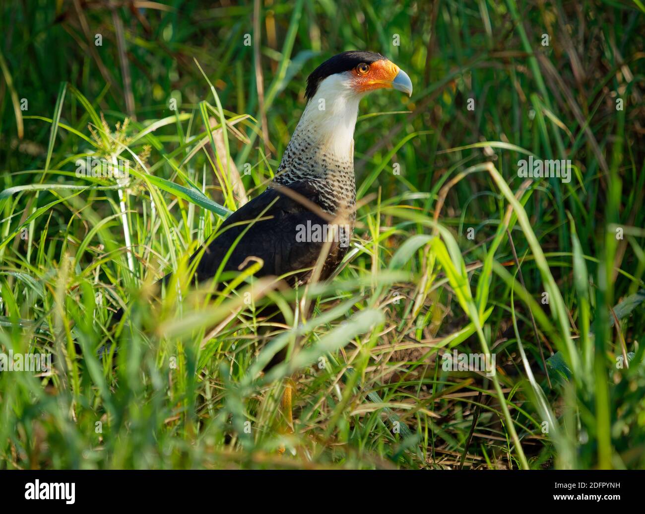 Family falconidae hi-res stock photography and images - Alamy
