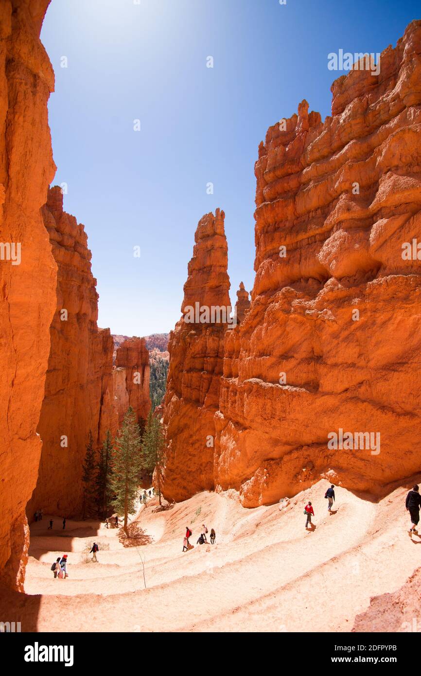 Bryce Canyon National park, "wall street" on Navajo trail Stock Photo ...