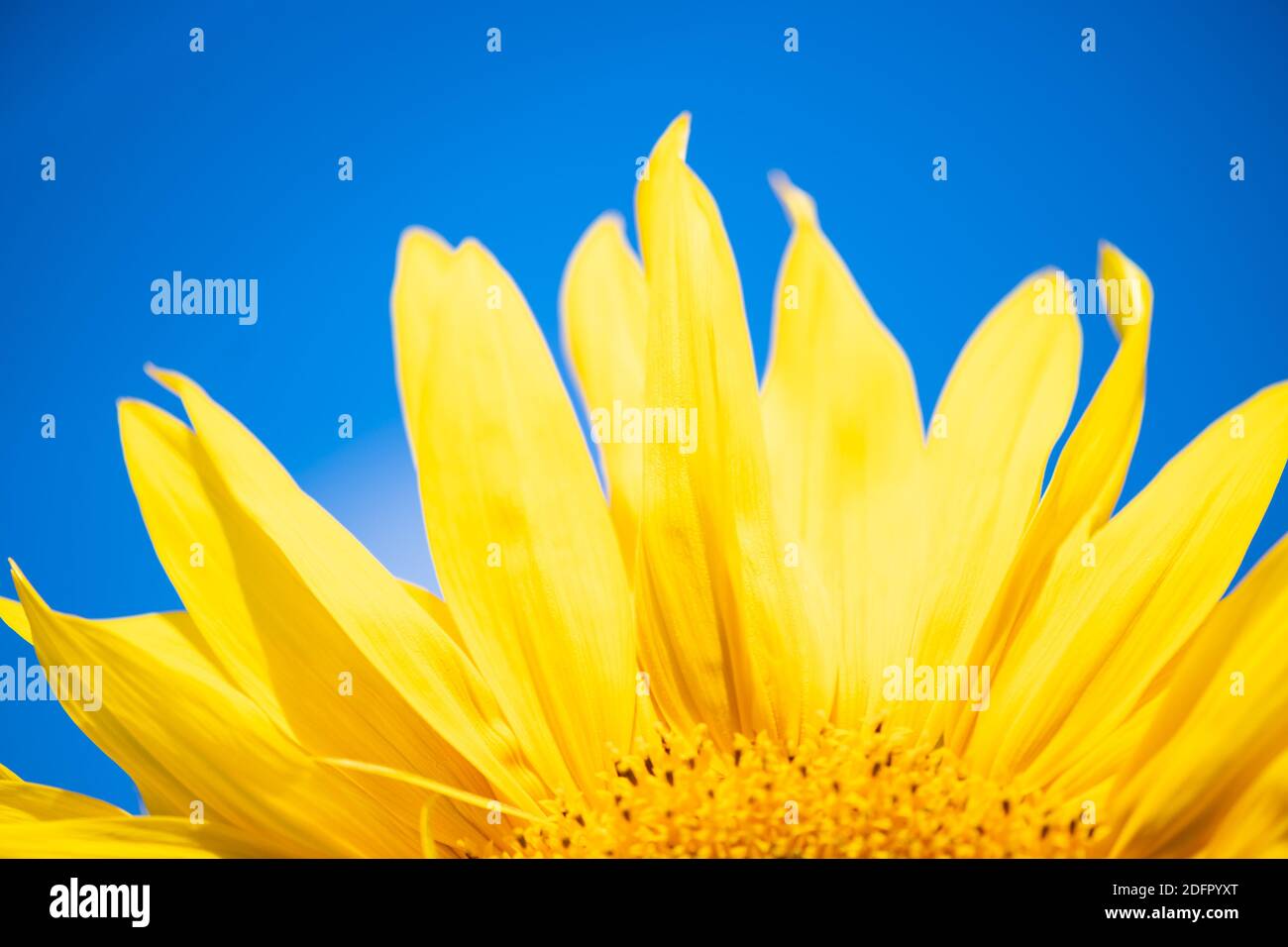 Sunflower field in the garden, beautiful nature flowers of sunflower in ...
