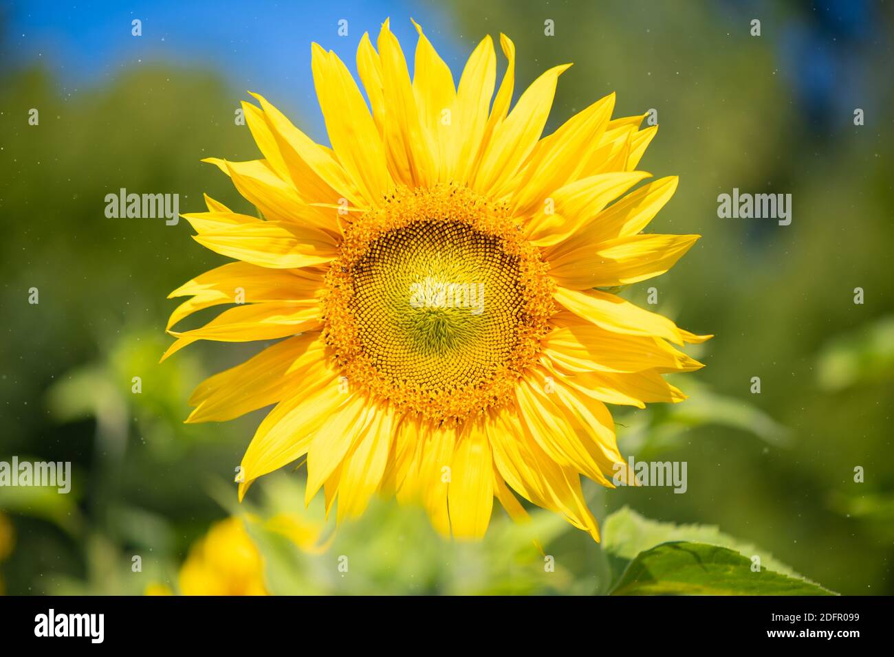 Sunflower field in the garden, beautiful nature flowers of sunflower in ...