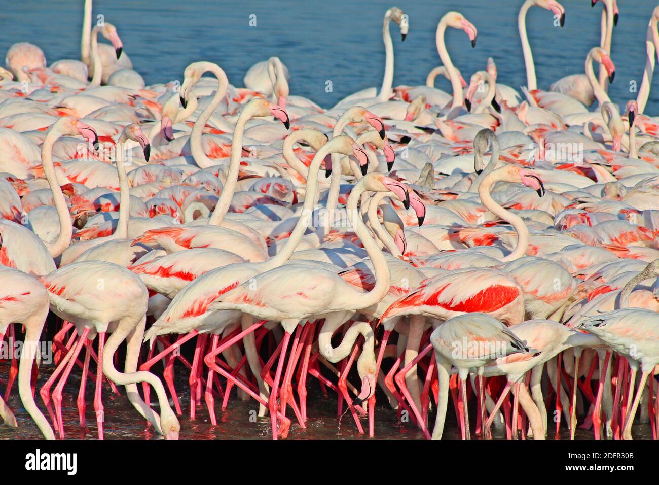 group of Greater flamingo is the most widespread and largest species of ...