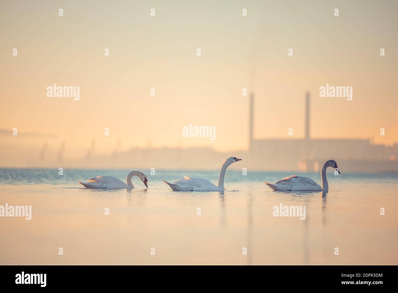 White swans in the lake, sunset shot Stock Photo - Alamy