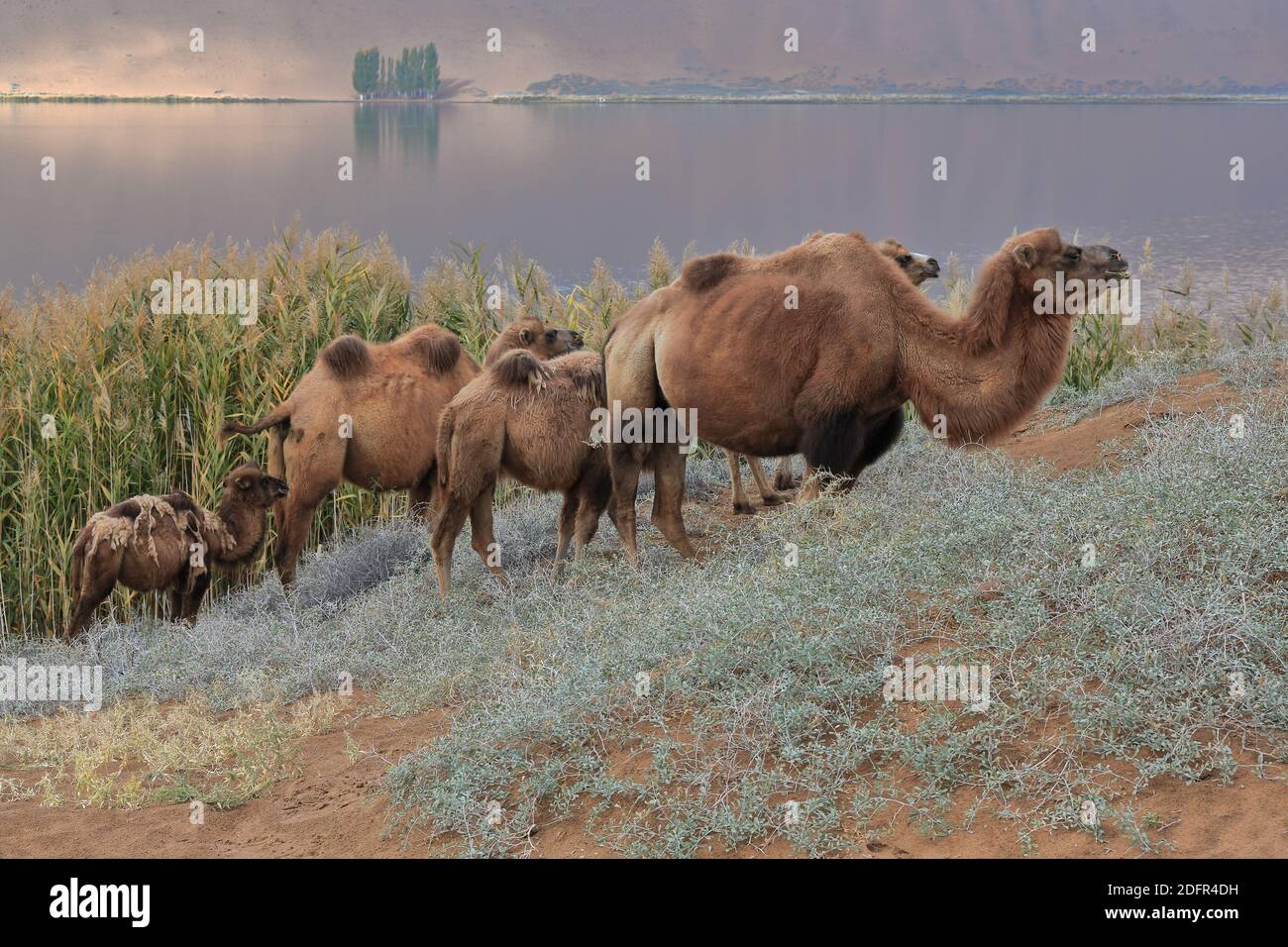 Two humped bactrian camel grazing hi-res stock photography and images ...