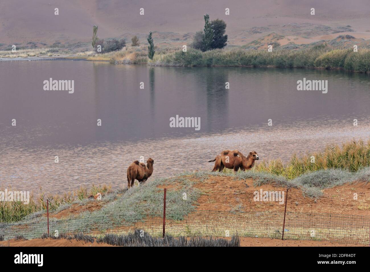 Bactrian camels-poplar trees-Sumu Barun Jaran Lake. Badain Jaran Desert ...