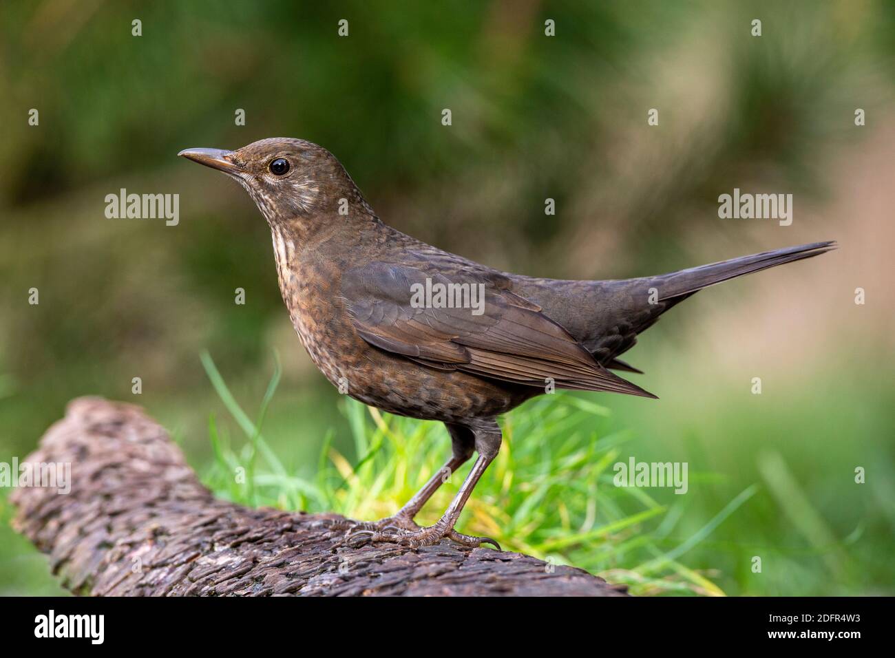 European blackbird turdus merula adult female hi-res stock photography ...