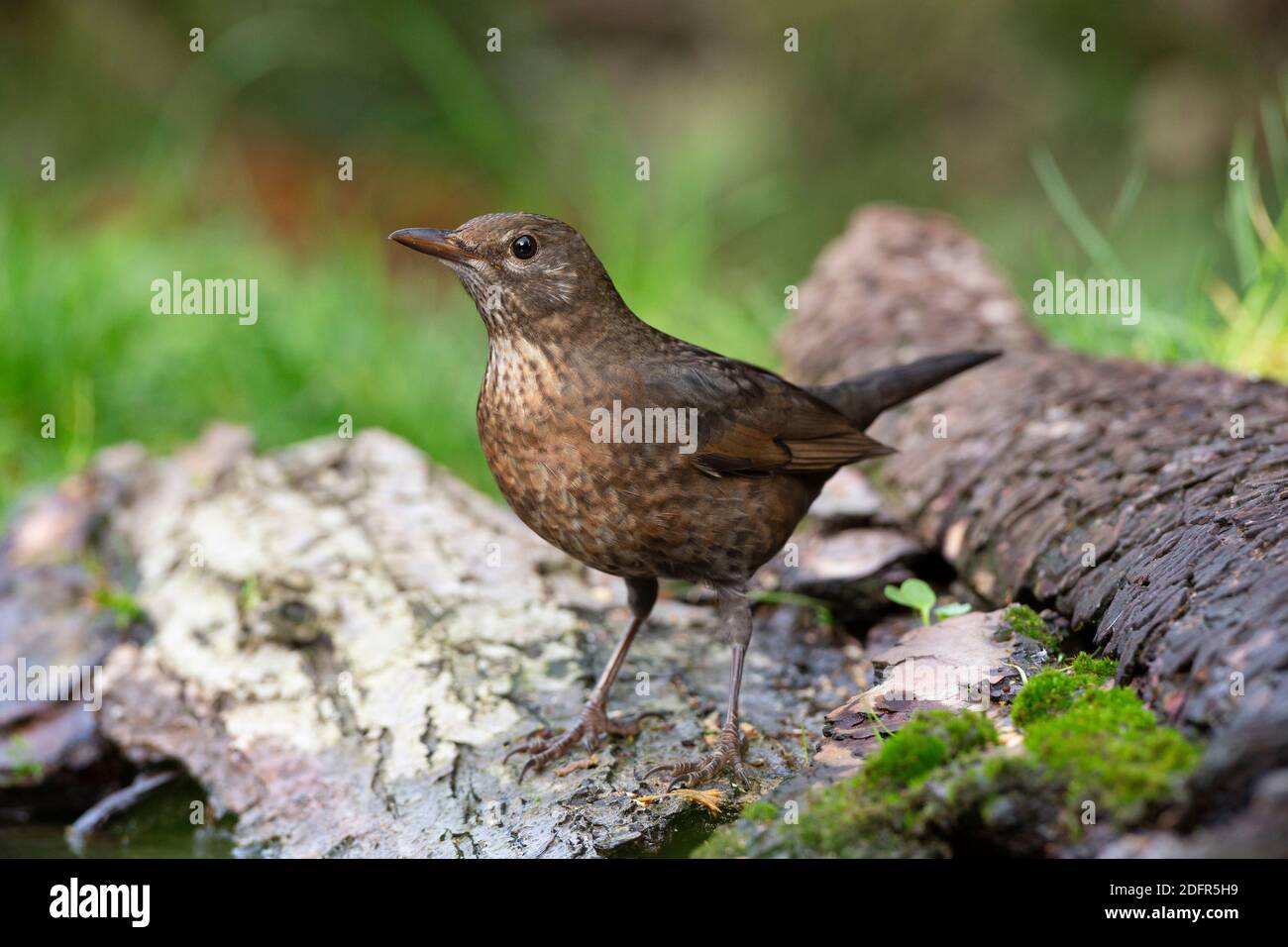A female Common Blackbird (Turdus merula) on the ground Stock Photo - Alamy