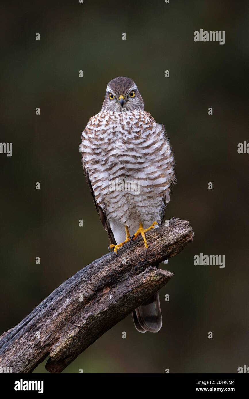 Male eurasian sparrowhawk hi-res stock photography and images - Alamy