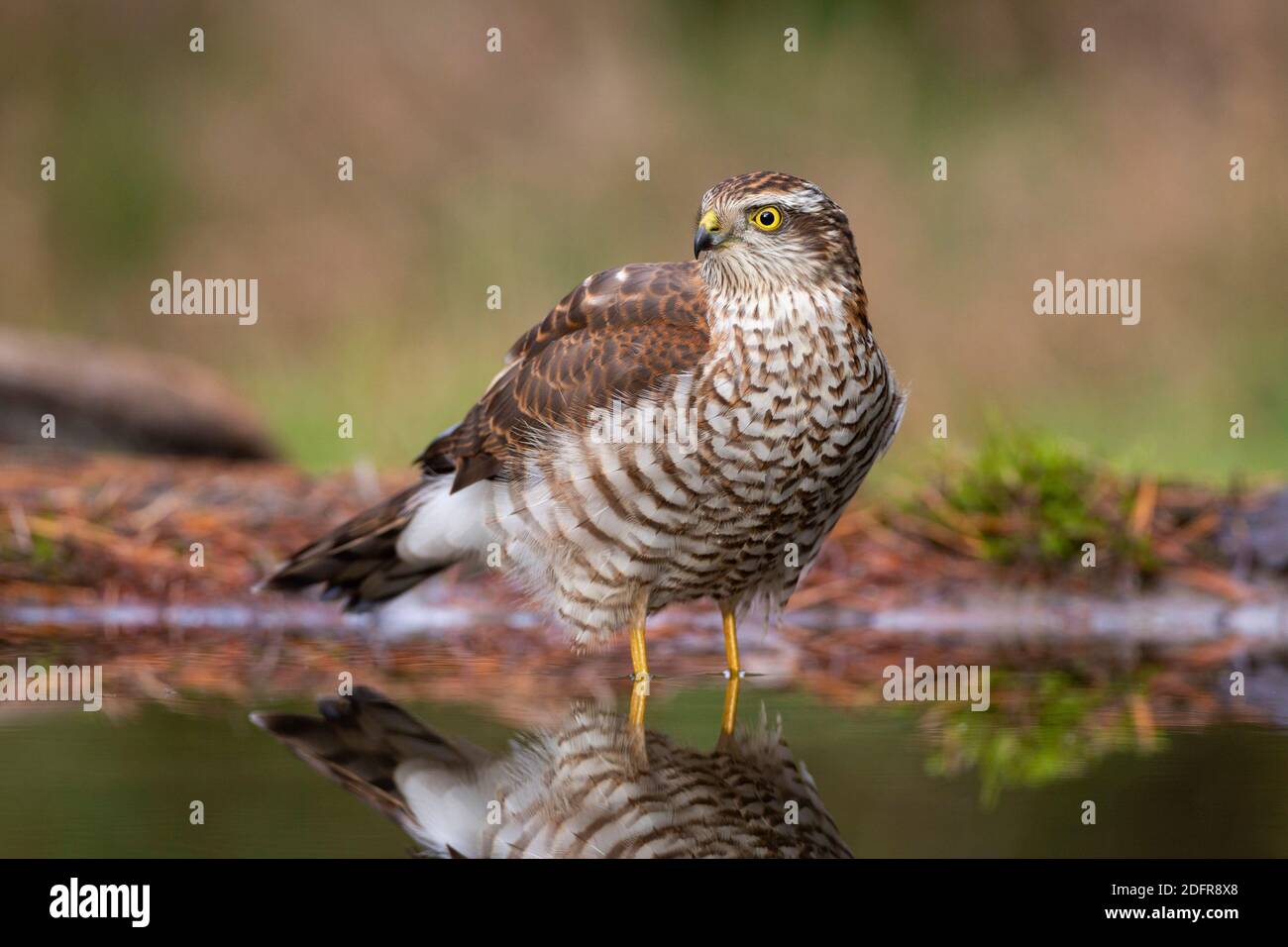 Young male Eurasian sparrowhawk (Accipiter nisus) standing in water ...