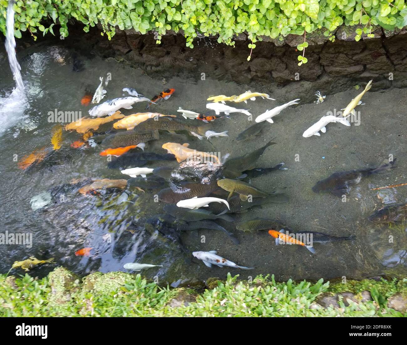Indonesia bali koi fish in hi-res stock photography and images - Alamy