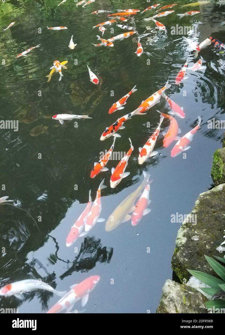 Indonesia bali koi fish in hi-res stock photography and images - Alamy