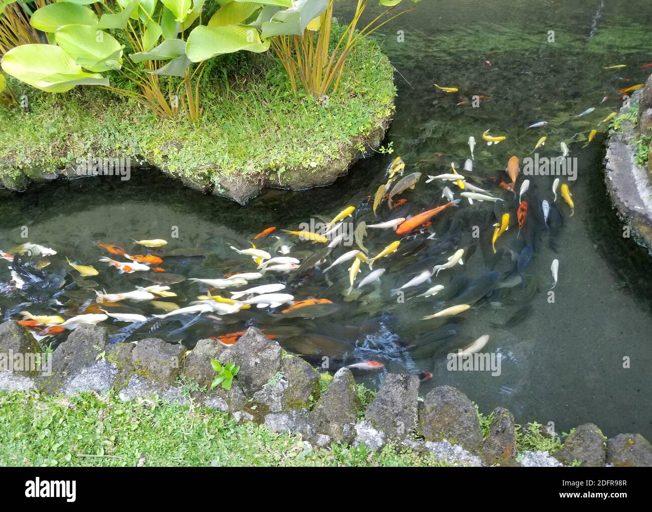 Japanese Swimming Team High Resolution Stock Photography and Images - Alamy