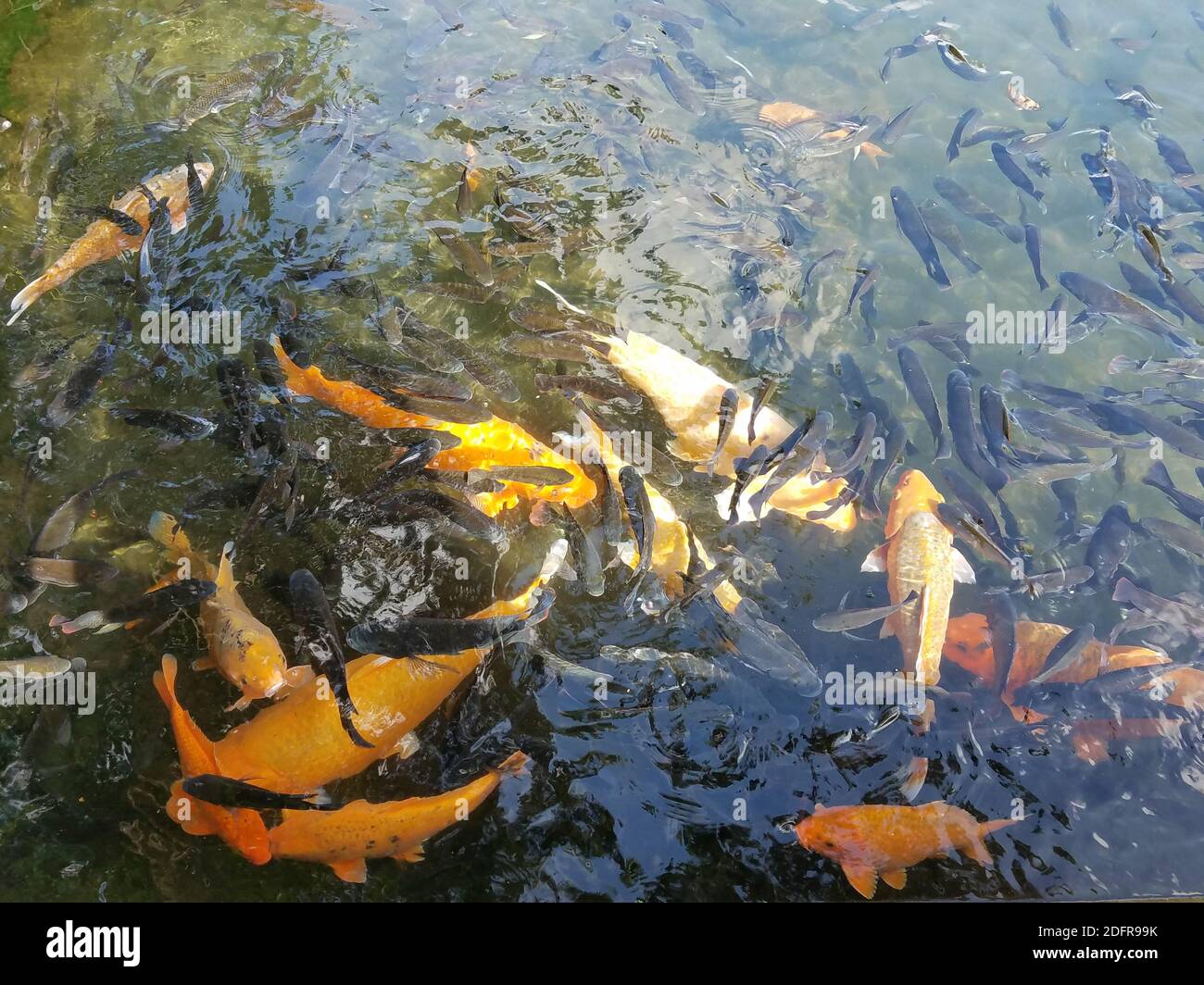 Fish bank hi-res stock photography and images - Alamy