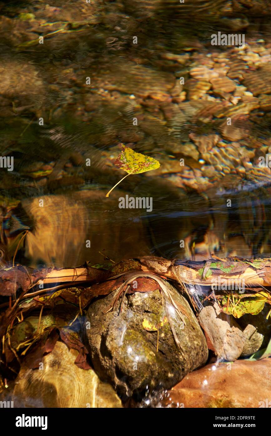 Tree leaf floating on the water of a river, transparent water, rocks in ...