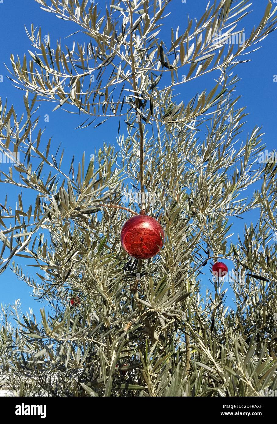 Olive tree decorated for Christmas with red glass globes for warm ...