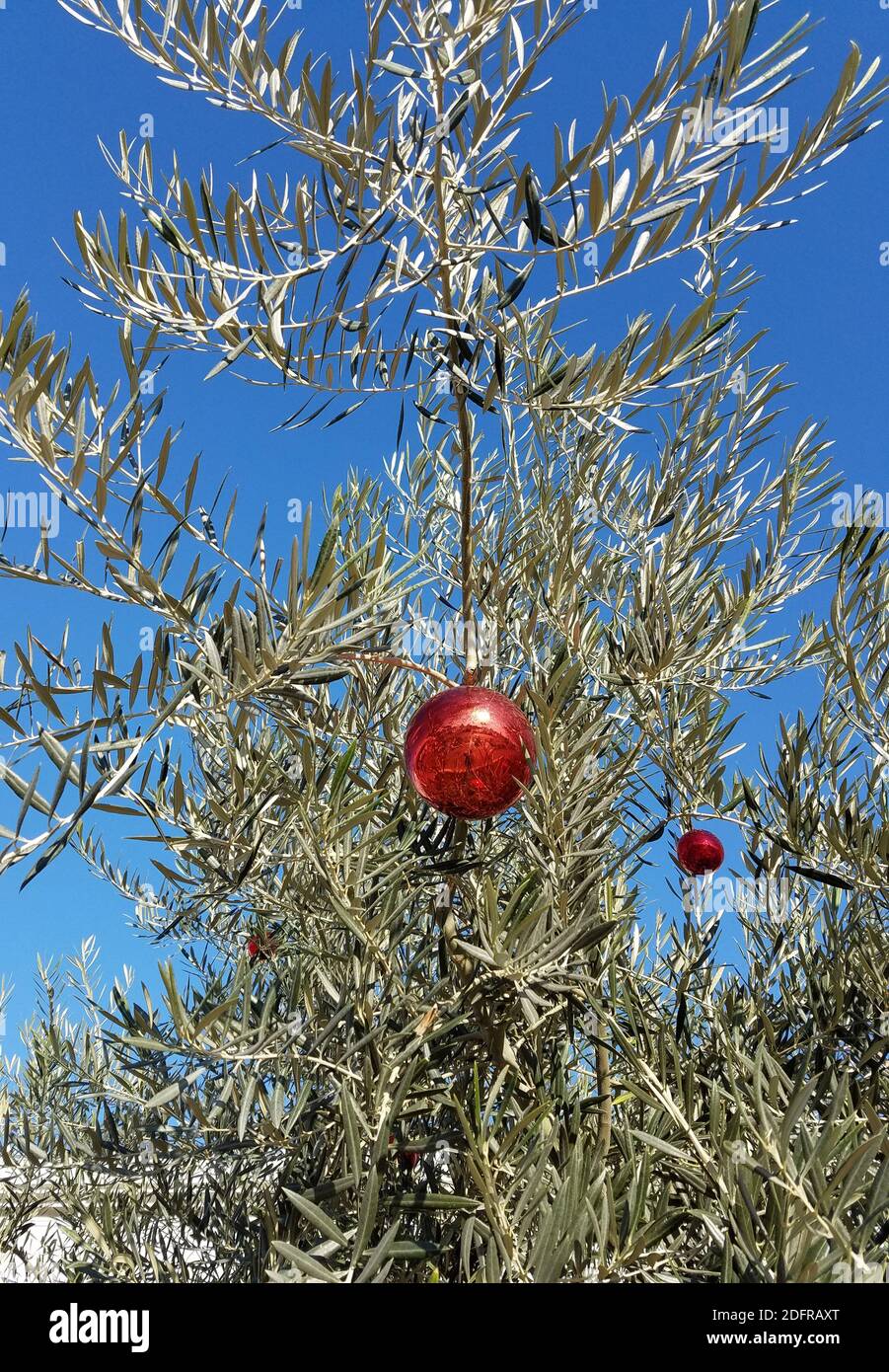 Olive tree decorated for Christmas with red glass globes for warm ...