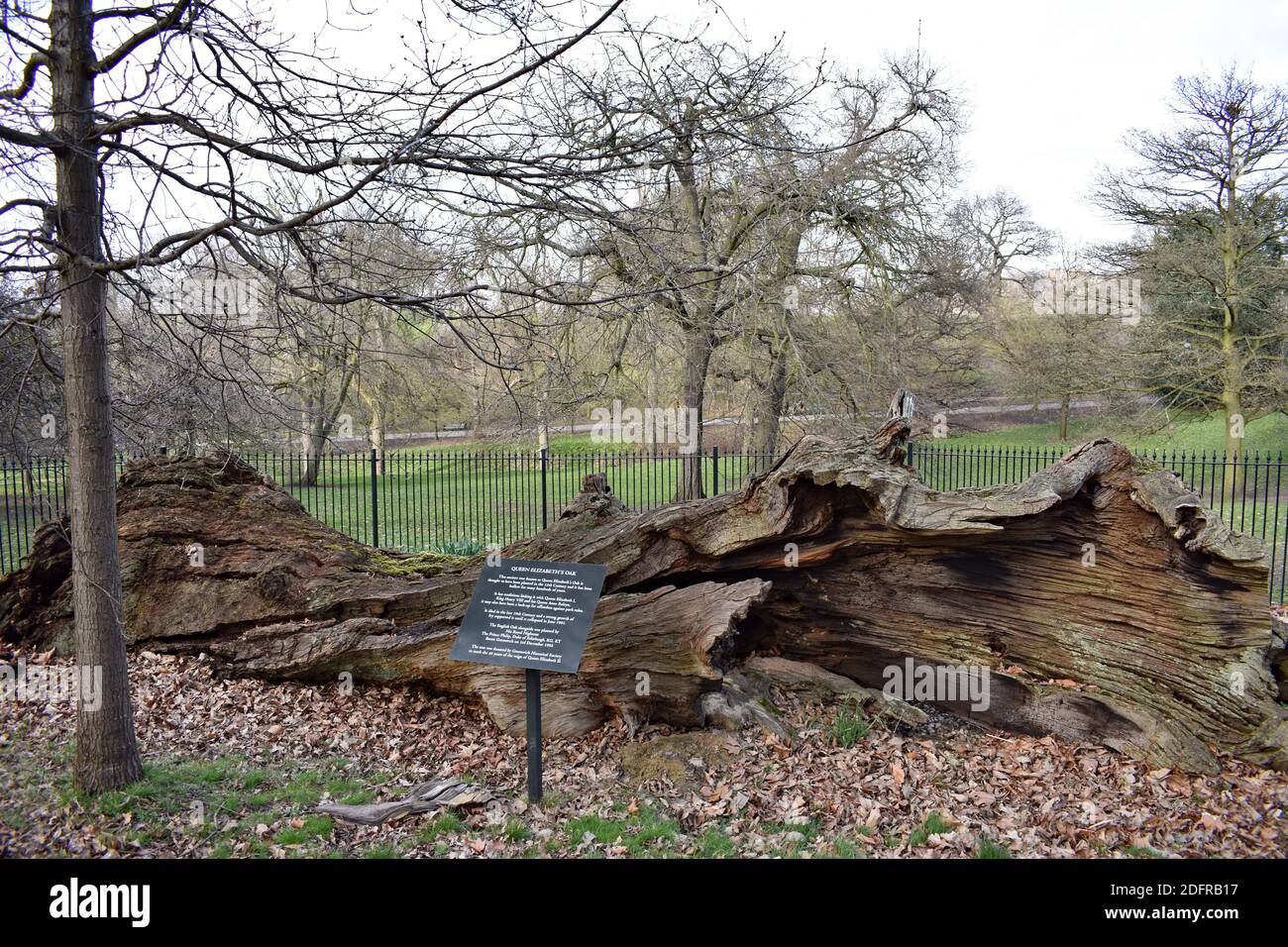 Queen elizabeth oak greenwich hi-res stock photography and images - Alamy