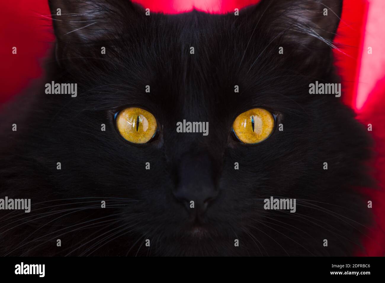Black Cat With Amber Eyes