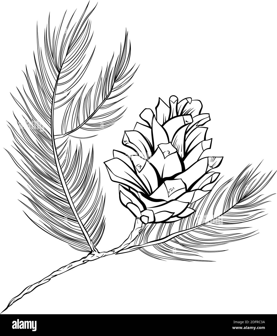 Pine Tree Branch Drawing