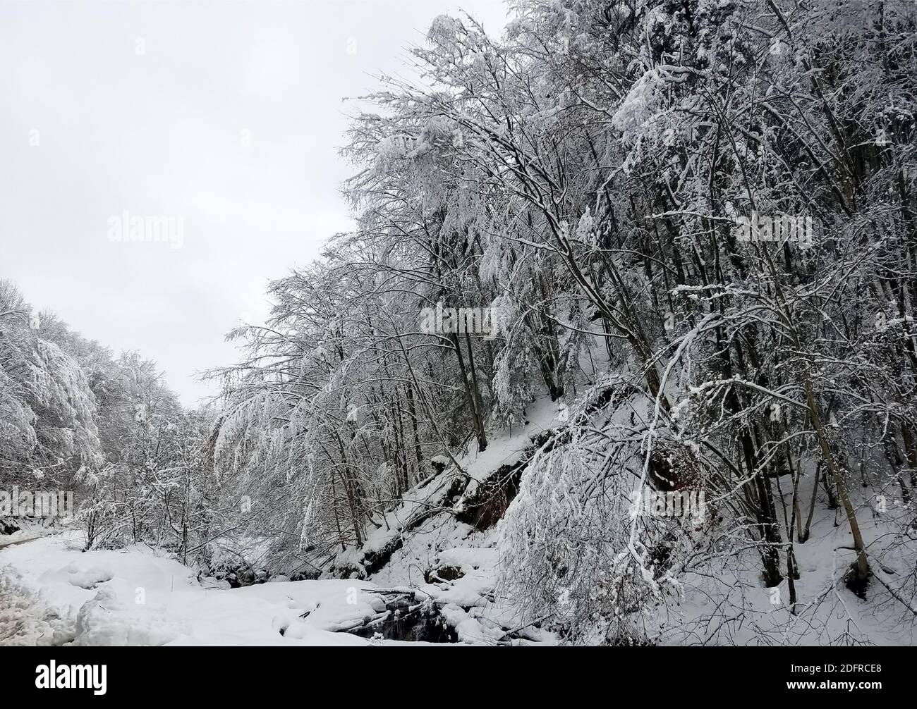 Frozen forest with tree branches and twigs covered in snow and ice for ...
