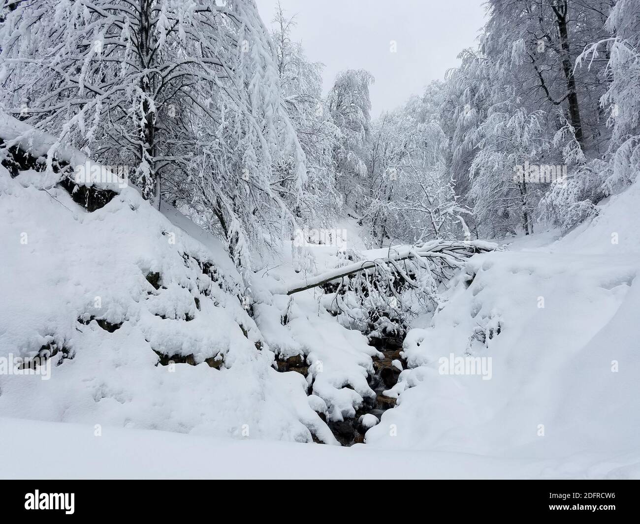 Frozen forest with trees covered in heavy snow and ice for winter ...