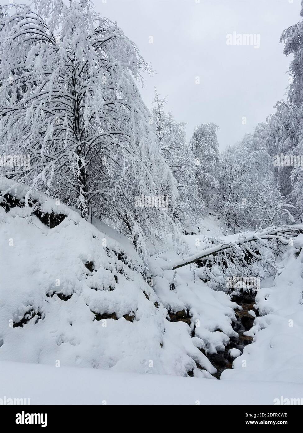 Frozen forest with trees covered in heavy snow and ice for winter ...