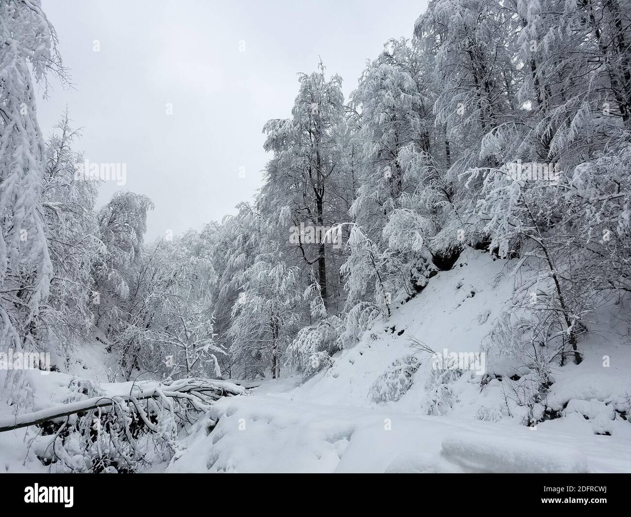 Frozen forest with trees covered in heavy snow and ice for winter ...