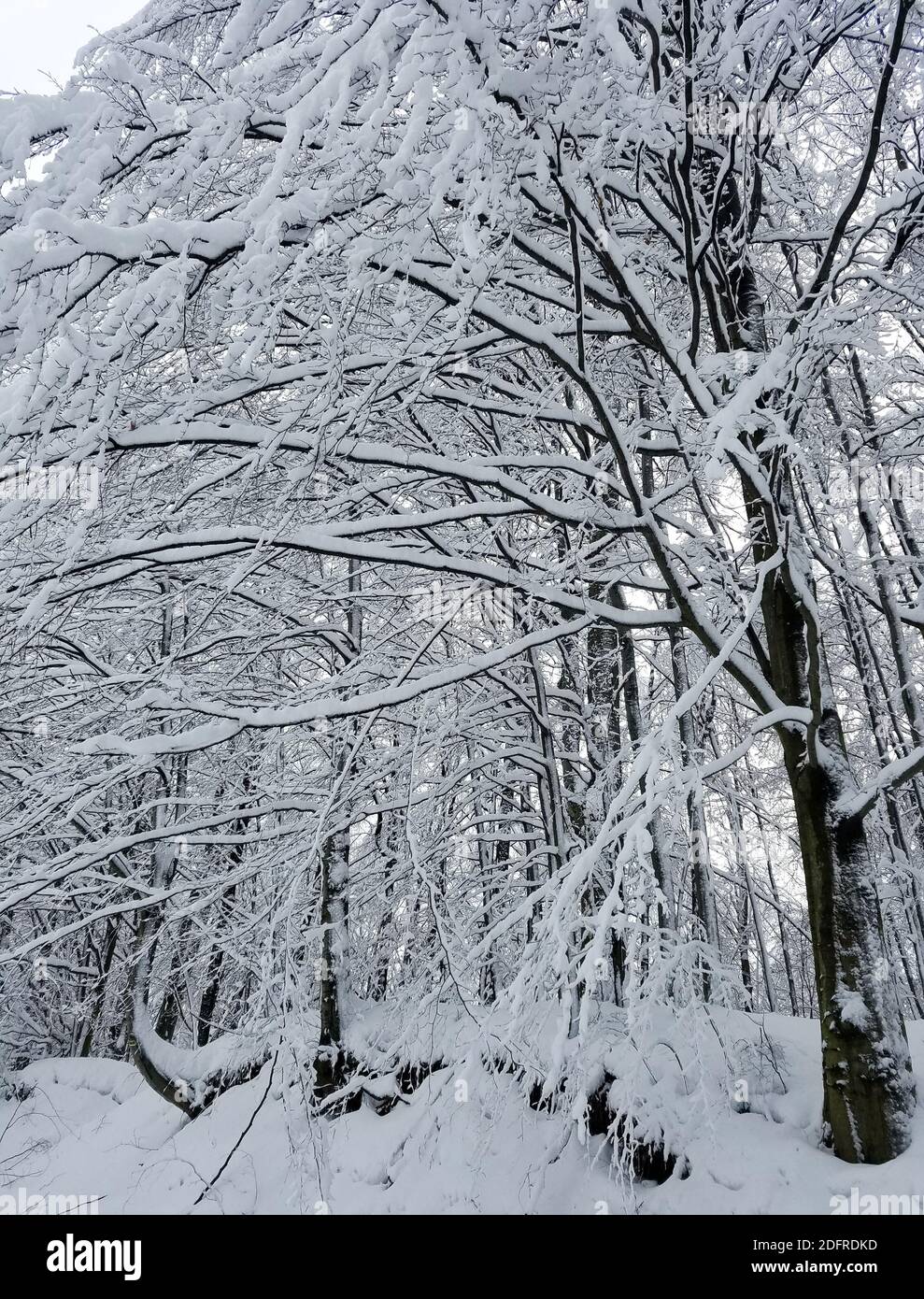 Frozen forest with tree branches and twigs covered in snow and ice for ...
