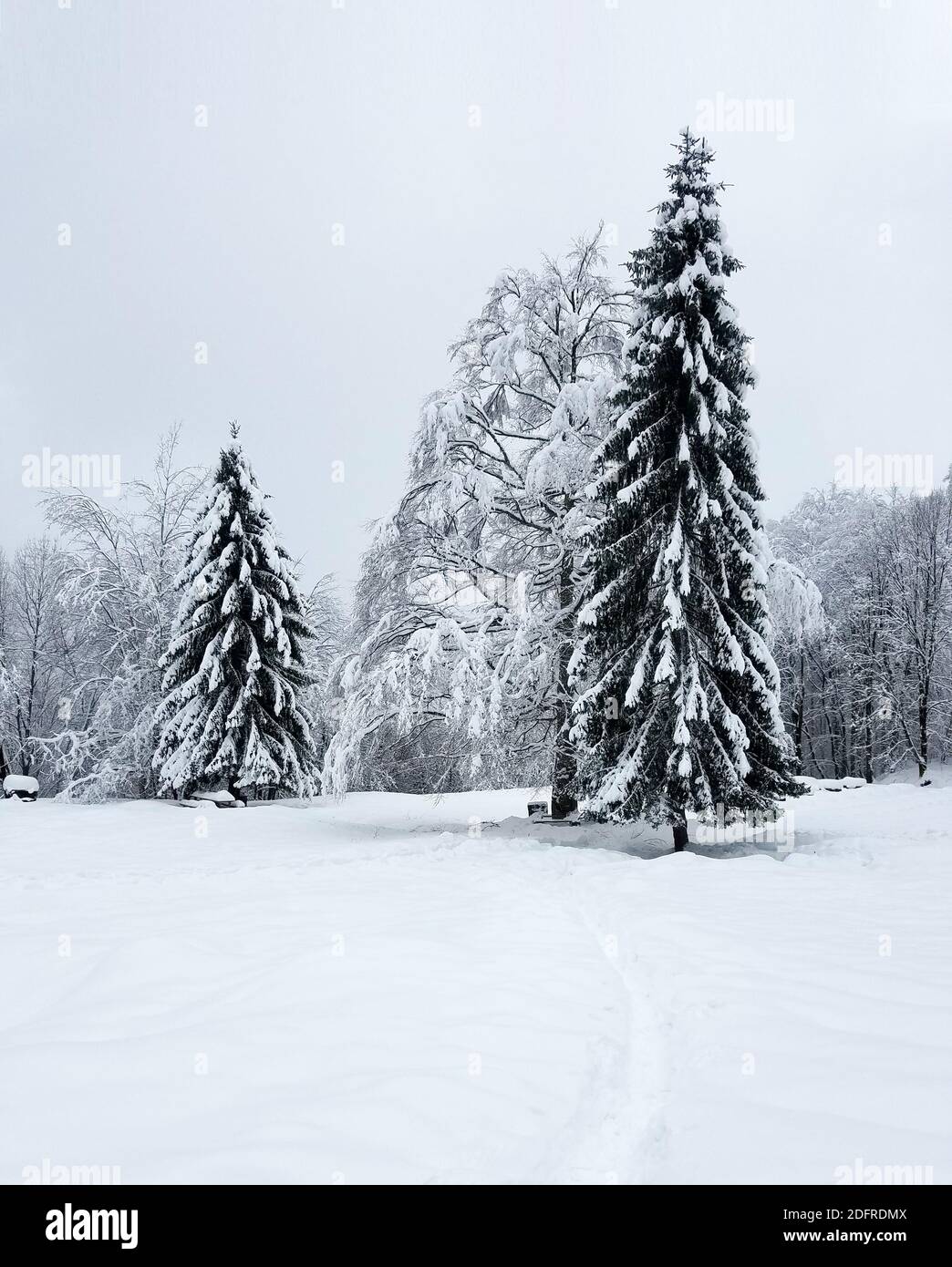 Solitary pine trees next to a frozen forest background for holiday ...