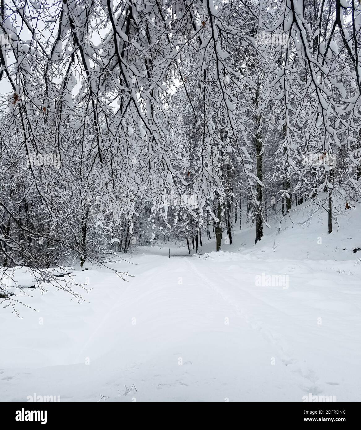 Frozen forest with tree branches and twigs covered in snow and ice for ...