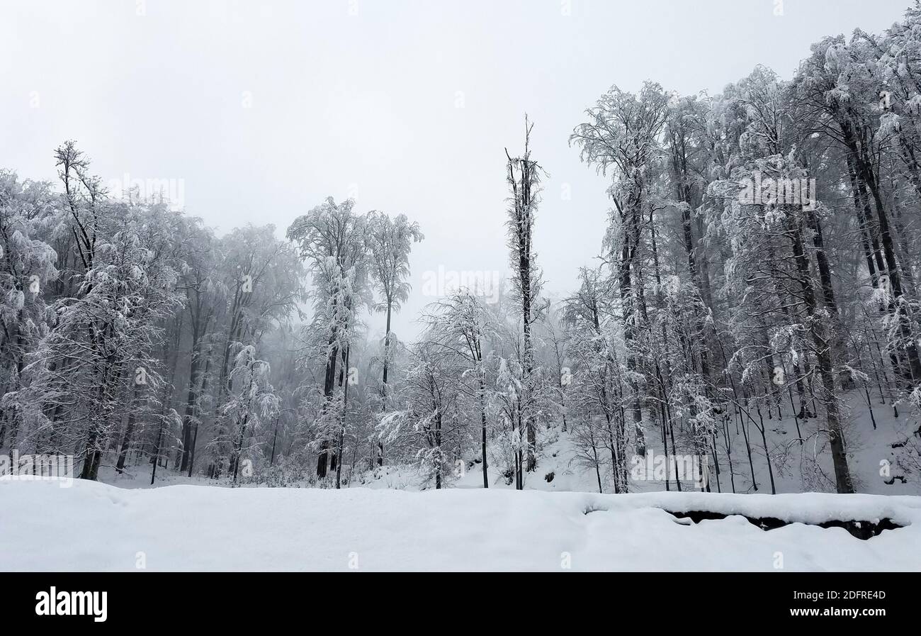 Frozen forest panorama with trees covered in heavy snow and ice for ...