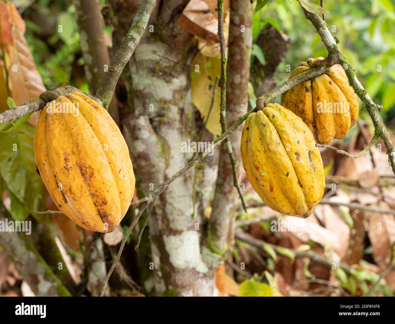 Cacao tree (Theobroma cacao) with ripe pods. This is Arriba Cacao or ...