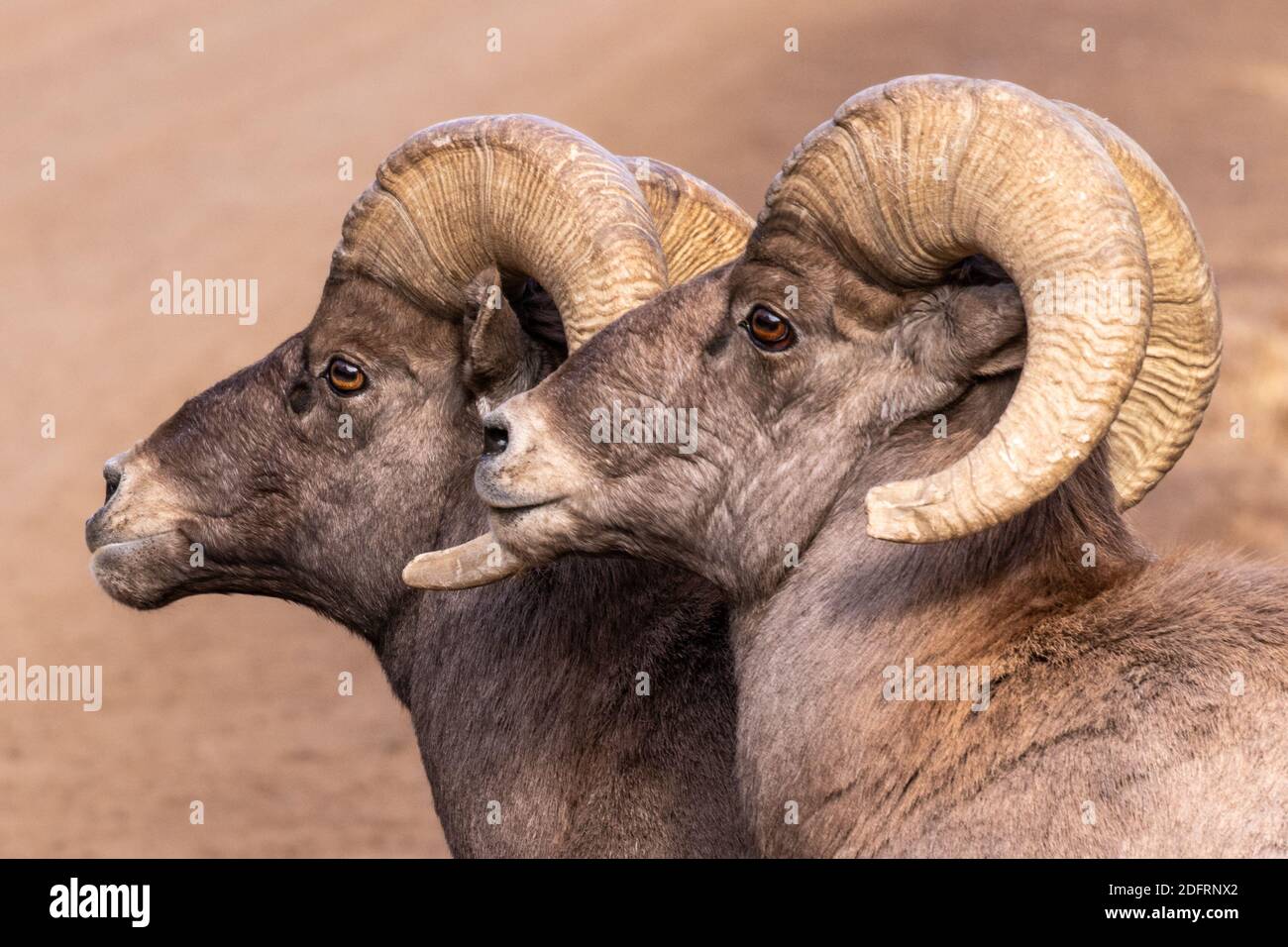 Big horn sheep joshua tree national park hi-res stock photography and ...