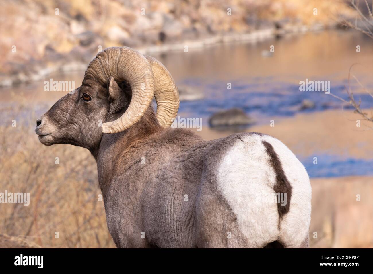 Big horn sheep joshua tree national park hi-res stock photography and ...