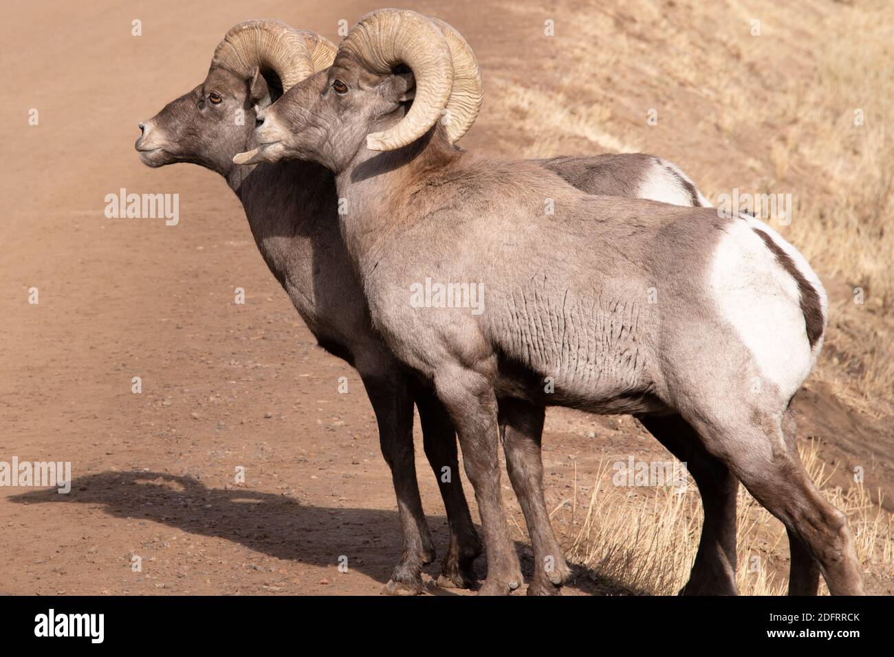 Big horn sheep joshua tree national park hi-res stock photography and ...