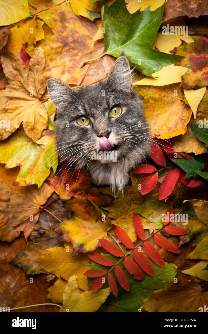 cute gray maine coon cat sticking head through a hole of colorful autum ...