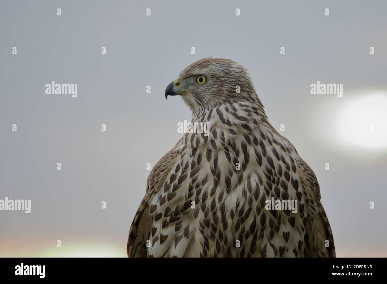 Female goshawk hi-res stock photography and images - Alamy