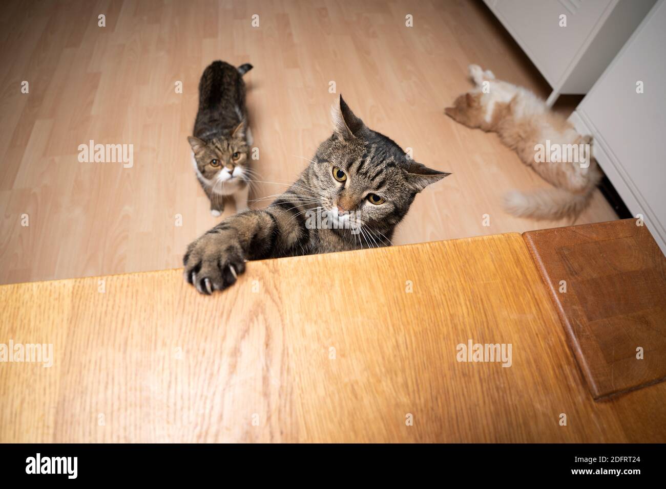 curious tabby cat raising paw to reach table with copy space. two ...