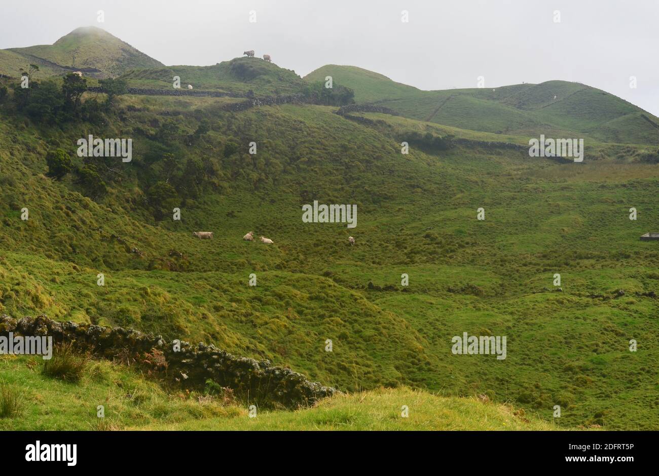 The high volcanic plateau of Pico island, Azores archipelago, Portugal ...