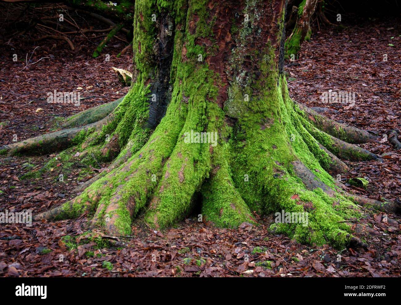 Moss covered tree root in a forest in Scotland Stock Photo - Alamy