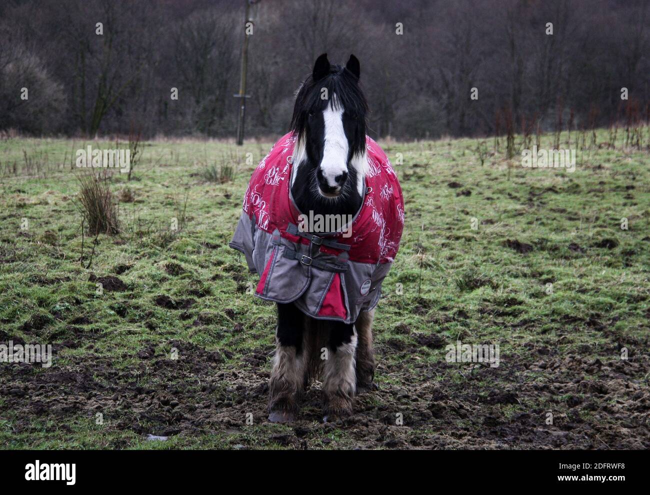 Cold highland pony alone in a Scottish field Stock Photo - Alamy
