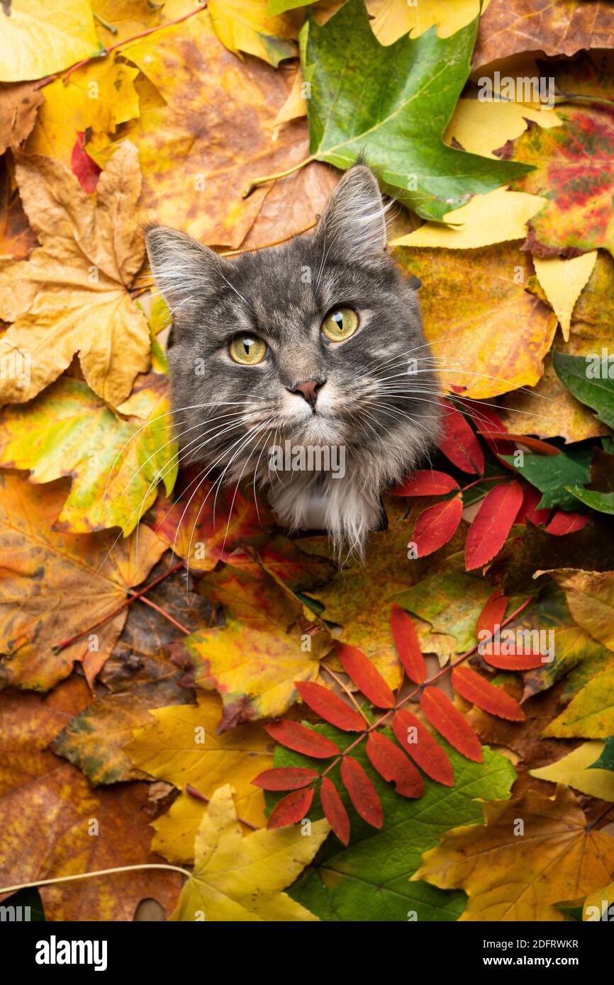 cute blue tabby white maine coon cat sticking head through a hole of ...