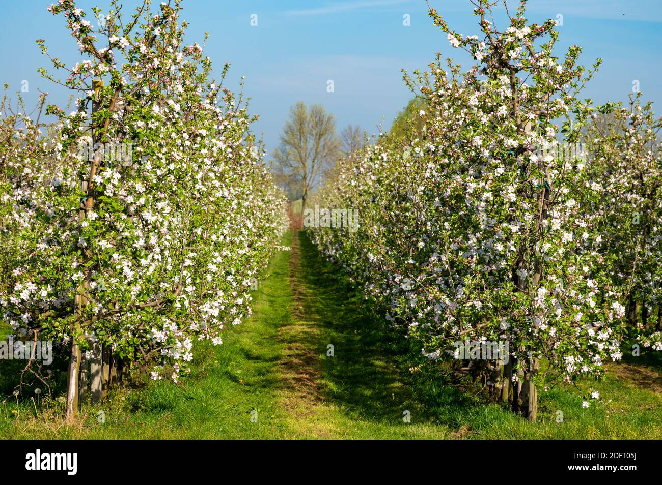 Rows with blossoming apple fruit trees in springtime in farm orchards ...