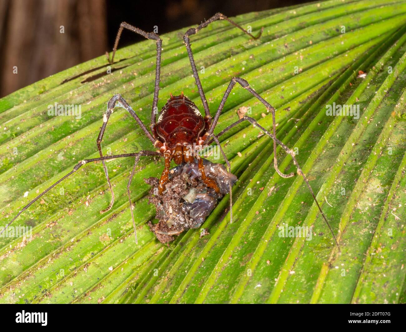 Big harvestman hi-res stock photography and images - Alamy