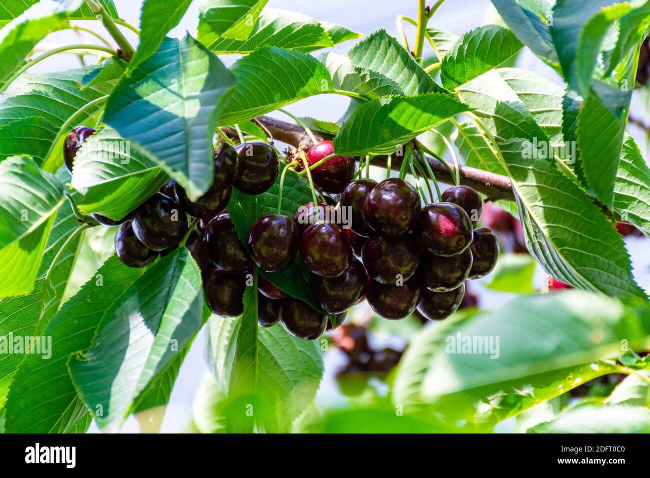 New harvest of big dark ripe sweet cherries on cherry trees plantation ...