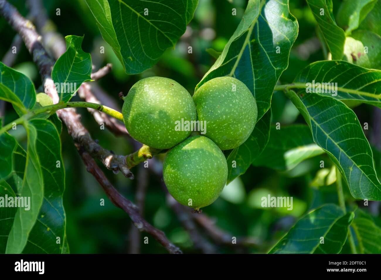 Walnut tree with big unripe nuts in green shell close up Stock Photo ...